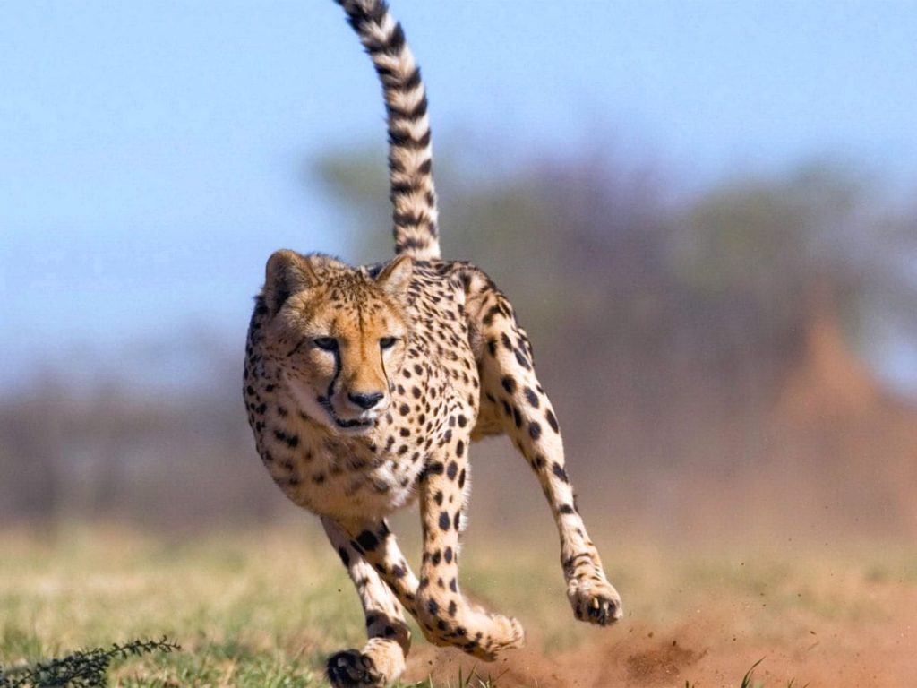 La différence entre léopard, guépard et jaguar expliquée | South ...